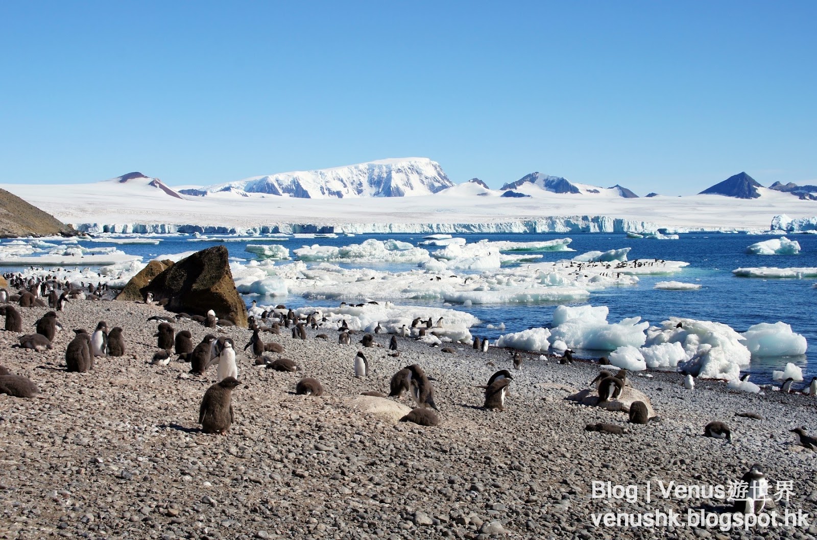 Venus遊世界: Day 11 南極第二站上篇──布朗海崖Brown Bluff