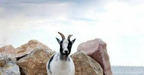 la confidenza lenta: Vegan Meme - La capra non legge