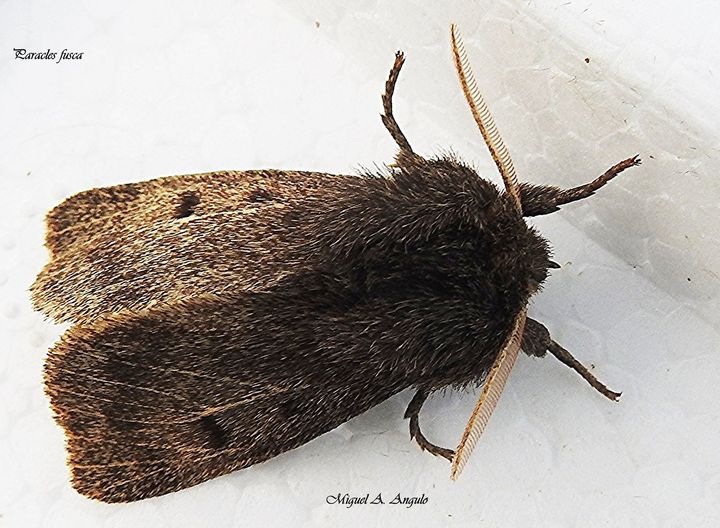 Argentina nativa: Paracles fusca