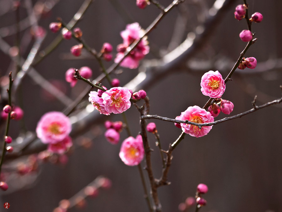 FROM THE GARDEN OF ZEN: Ume (Japanese apricot) flowers in Engaku-ji