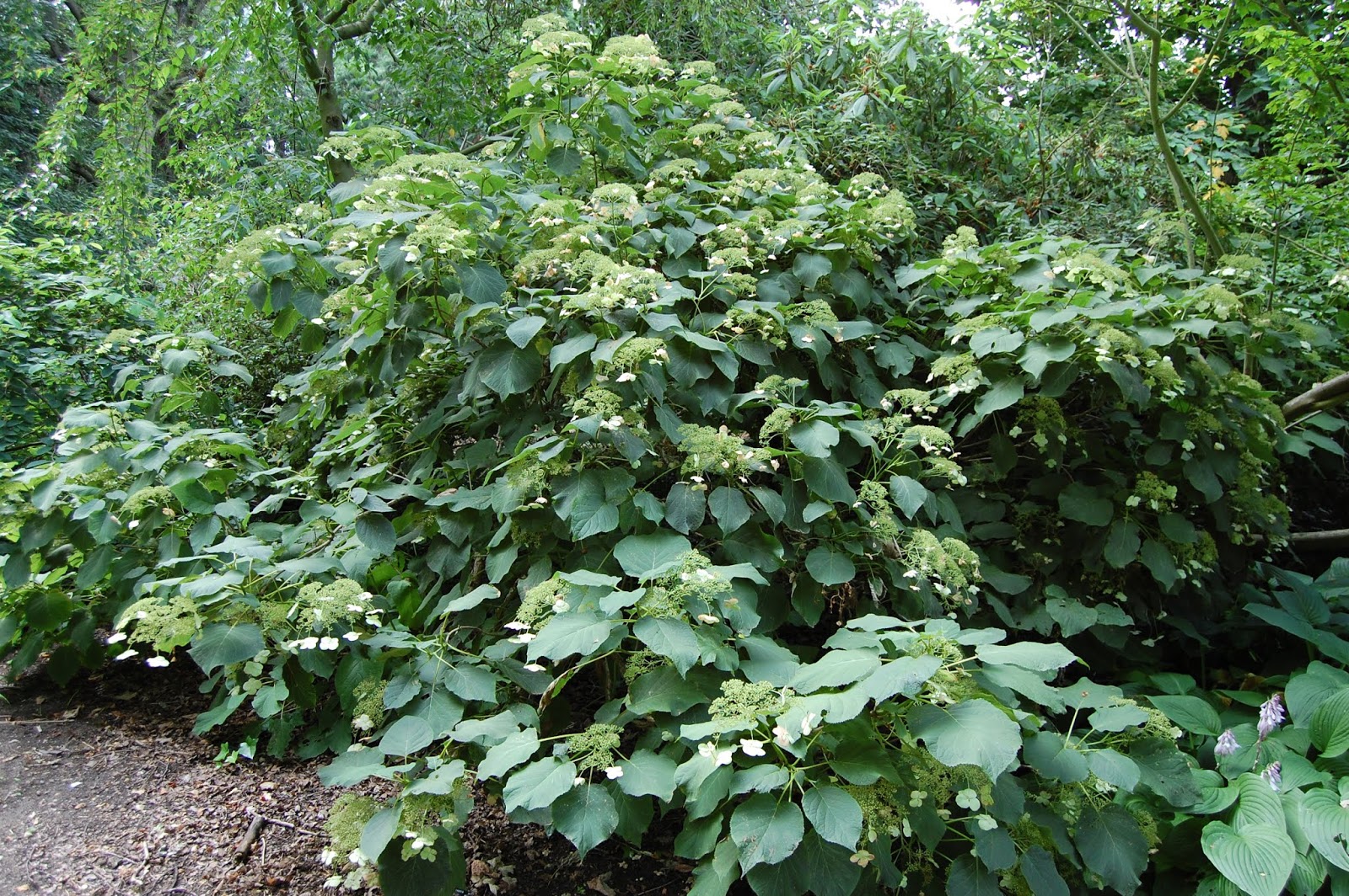 Hydrangea longipes care and culture | Travaldo's blog