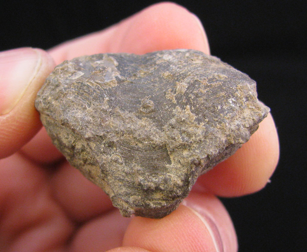 Views of the Mahantango: Athyris tumida brachiopod from Sötenich, Germany