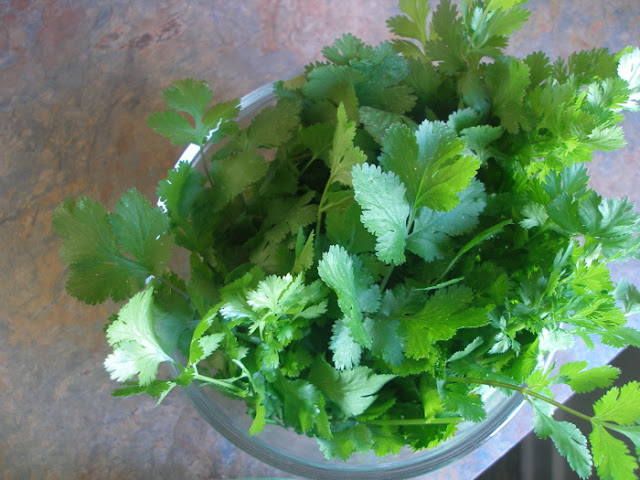 Thy Hand Hath Provided: Preserving Cilantro...In April?