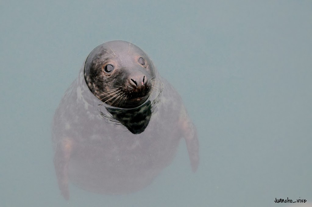 EL NIDO DEL XUAN: FOCA GRIS. (Halichoerus grypus)