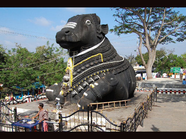 "Nandi" (Lord Shiva's bull) - 21 interesting facts