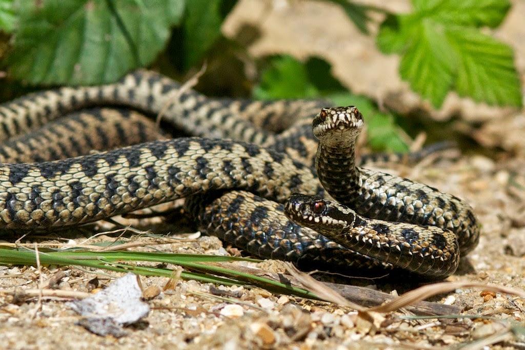 Matt's Photos: Dance of the Adders: 2014