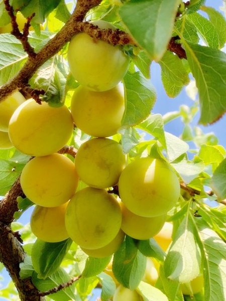 Cuina Cinc: Melmelada de les prunes de casa amb panela