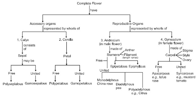 Notes of Ch 5 Morphology in Flowering Plants| Class 11th Biology