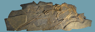 The Pterosaur Database: Wukongopterus Lii