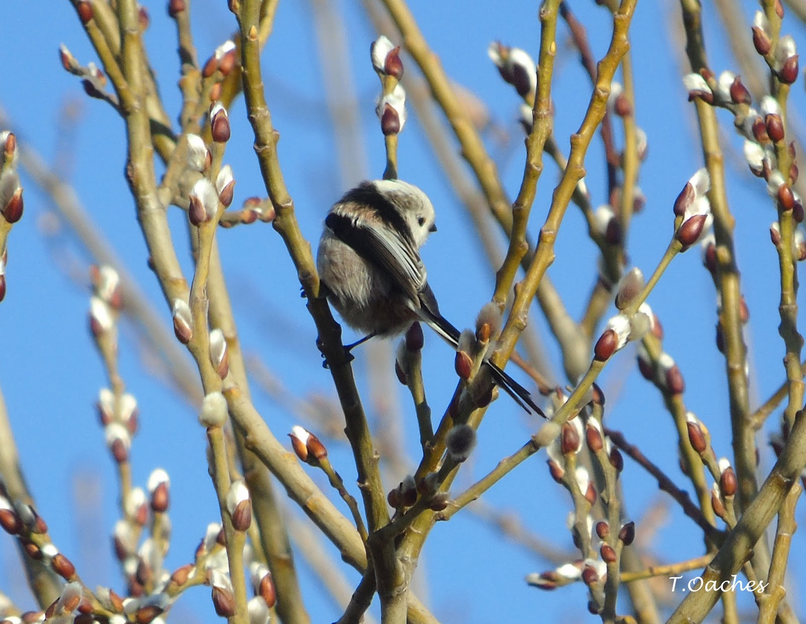 PASARI DIN ROMANIA: PITIGOI CODAT, Aegythalus caudatus