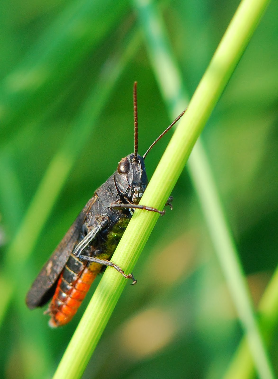 Macrophoto plaisir passion: Le Criquet noir-ébène, Omocestus rufipes