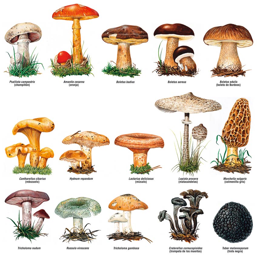 Curiosidades de la Taxonomia: Reino Fungi