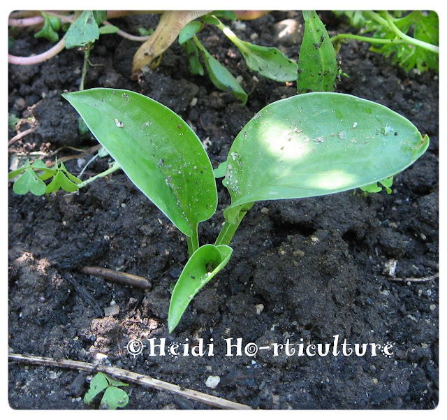 Heidi Horticulture: Collecting Hosta Seeds: Update (2 years later)
