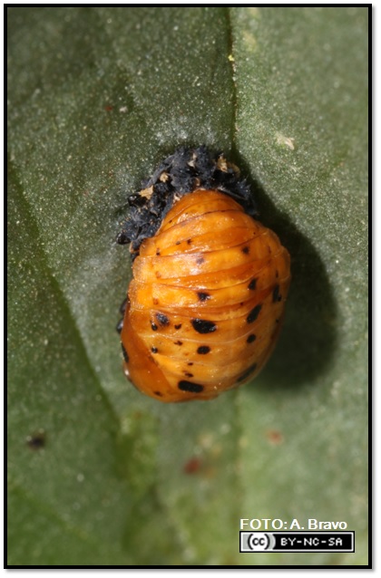 FAUNA AUXILIAR: FAMILIA COCCINELIDAE