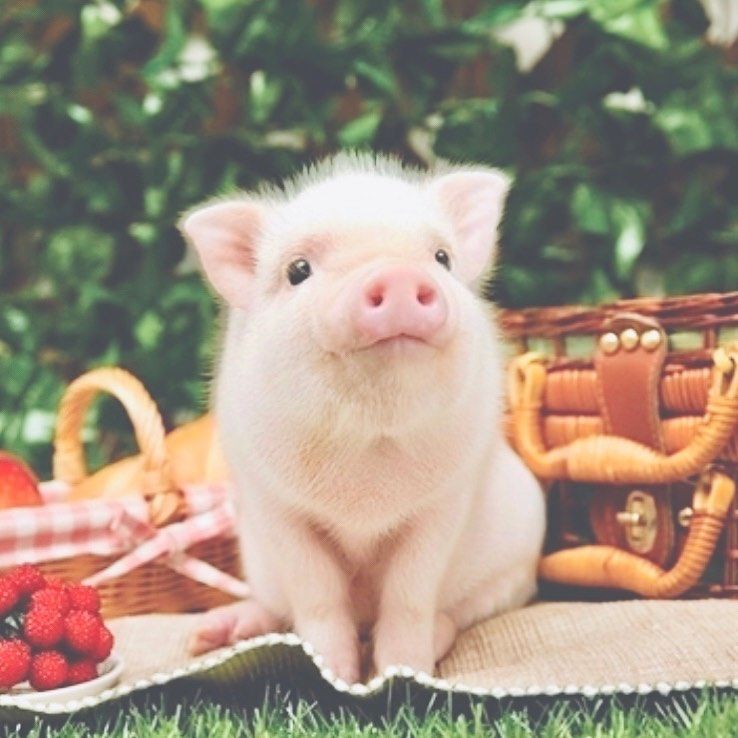 Babi Putih Di Malaysia