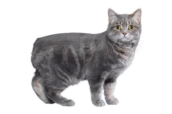 Las Mascotas y Tú: Todo para tus mascotas.: Razas de gatos sin cola