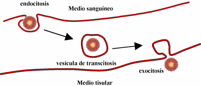 FISIOLOGÍA CELULAR: Transcitosis