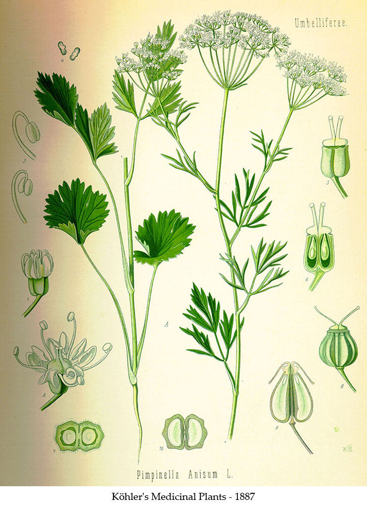 LA MACETIKA: Anís (Pimpinella anisum) Anís estrellado (IIIicium verum)