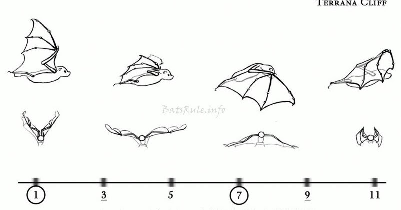 Info on Bats | Bat-Flight-Cycle