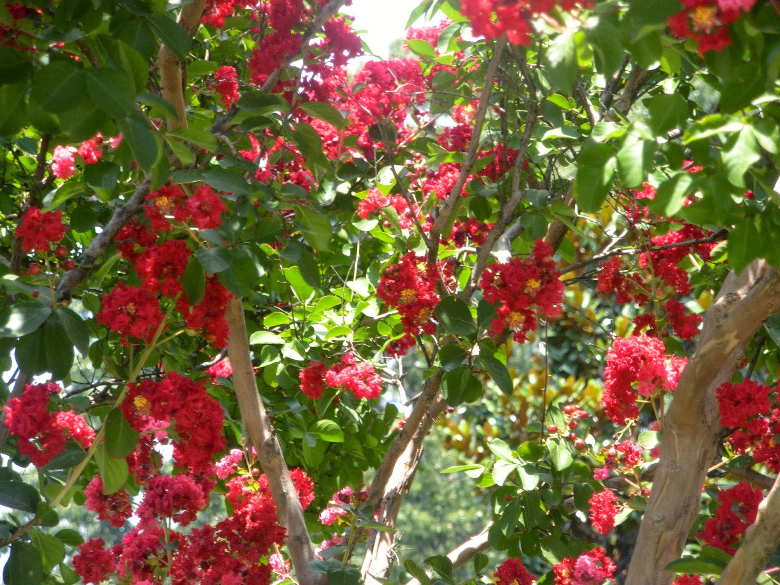 Memphis Trees: July 2014