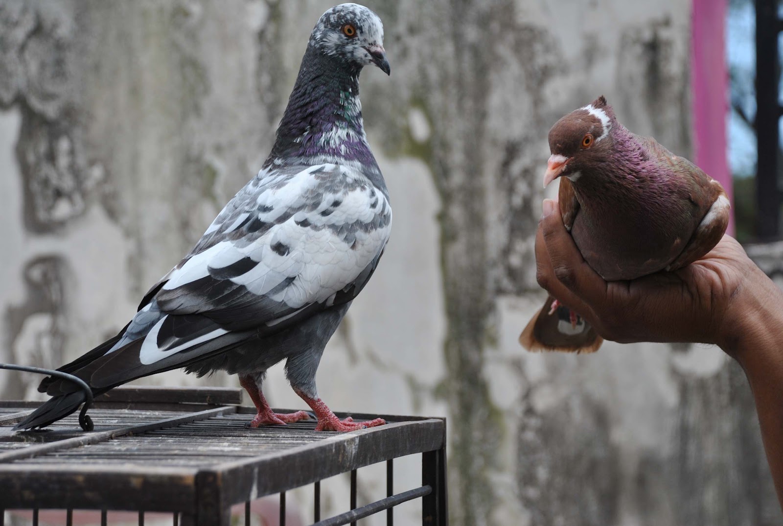 Burung Dara Blantong Coklat Burung Merpati Tinggian Jogja - Macam Macam ...
