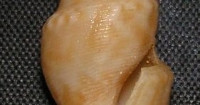 Catalogue of Organisms: Zemacies: A Toothless Wonder