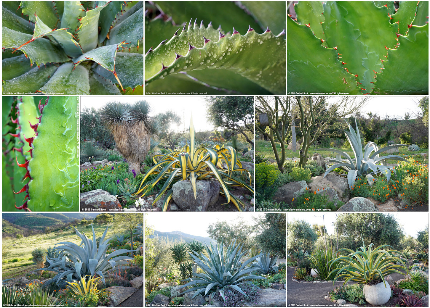 Agave photo overload