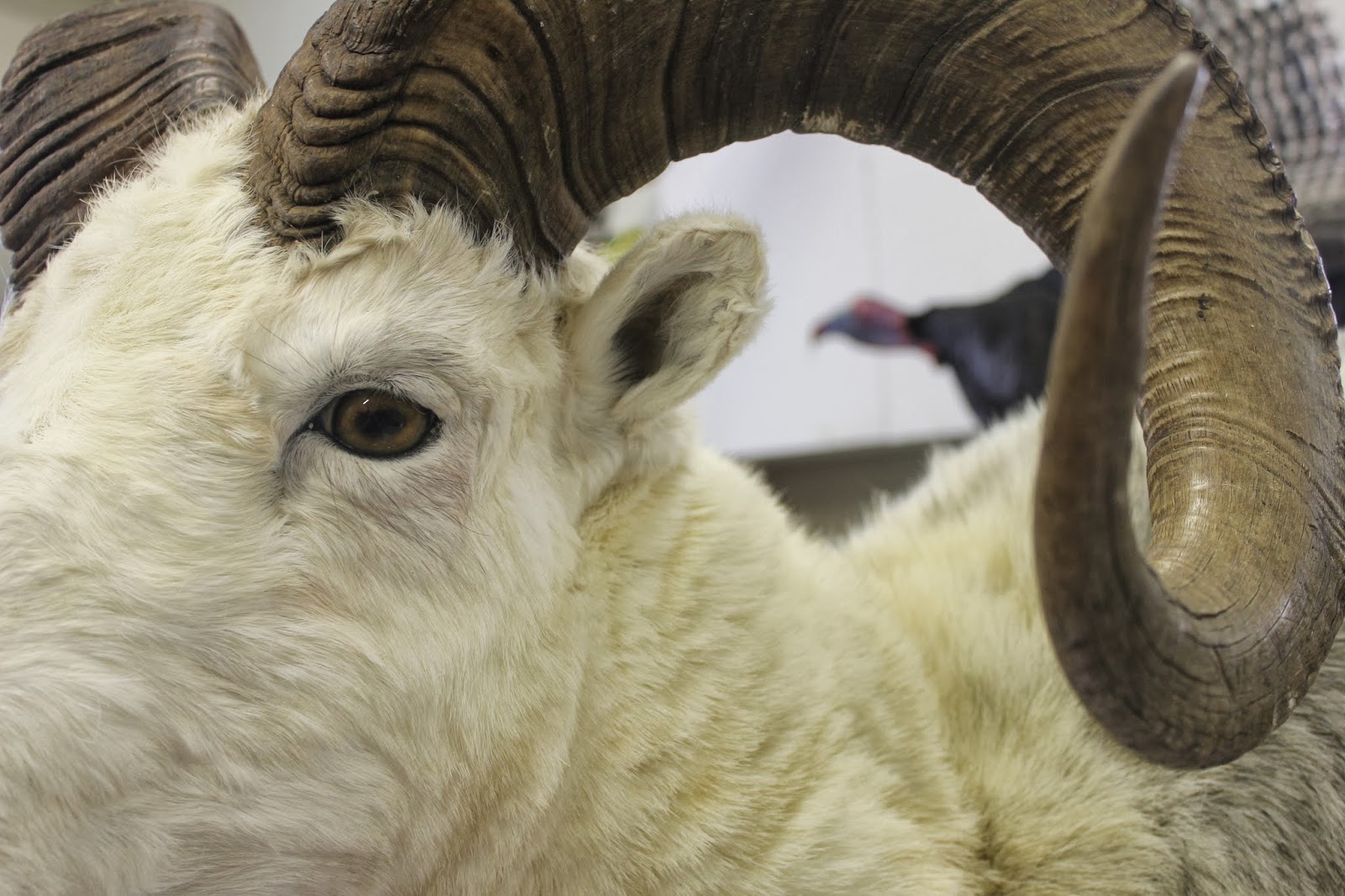 YOUNGS WILDLIFE: Stone Sheep