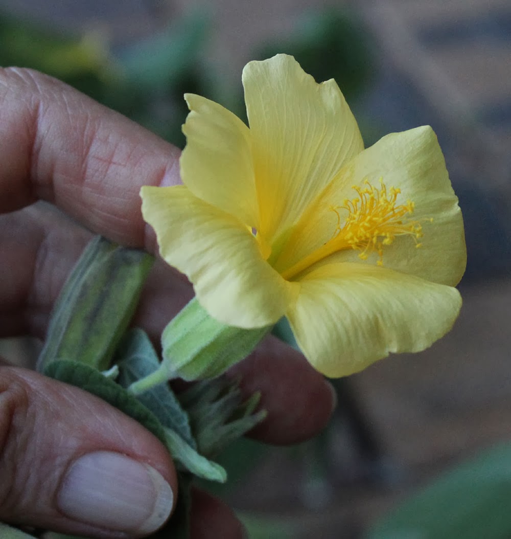 Toowoomba Plants: Yellow Trumpet Mallow