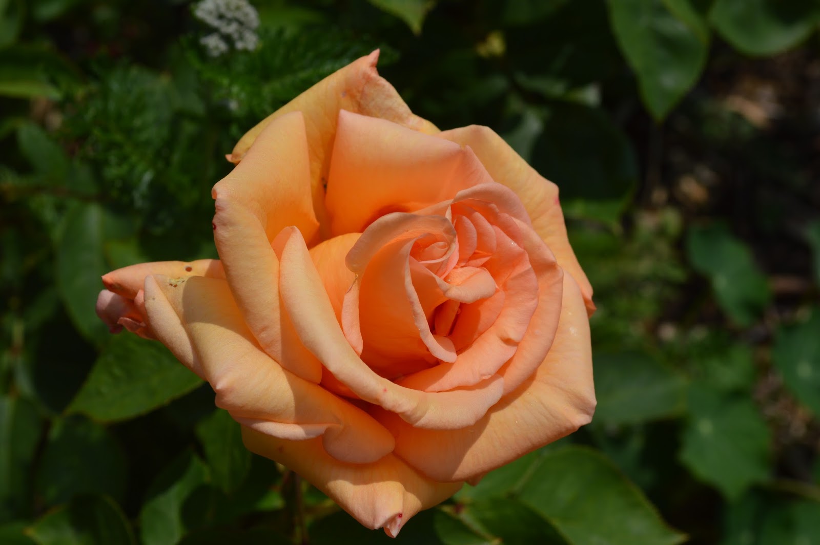 Pottery Posts: Peach rose