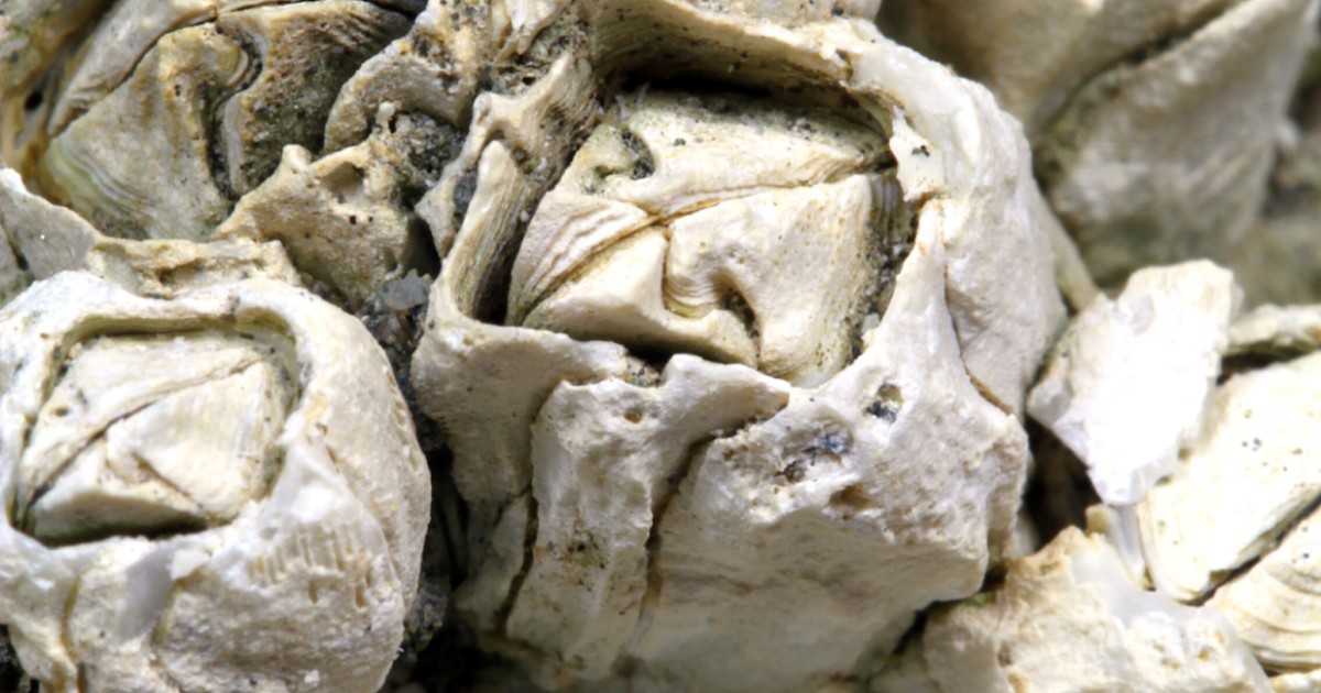 FOSSIL HUNTRESS: BARNACLES: CUVIER TO DARWIN