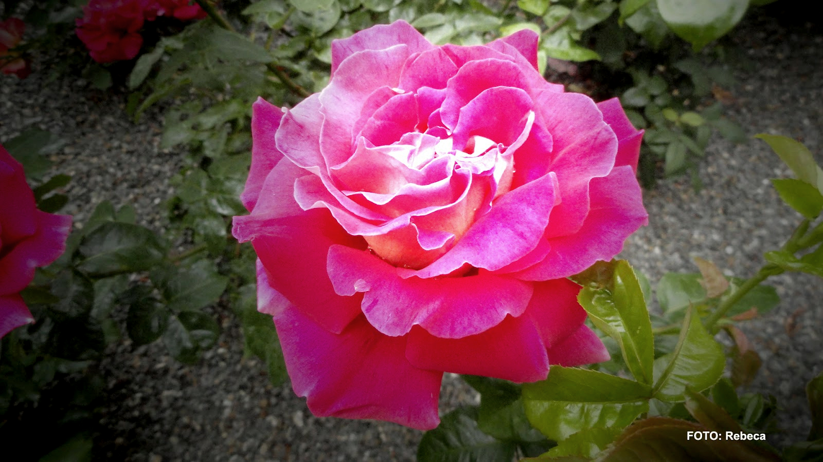 IMAGEN: Rosa de mayo