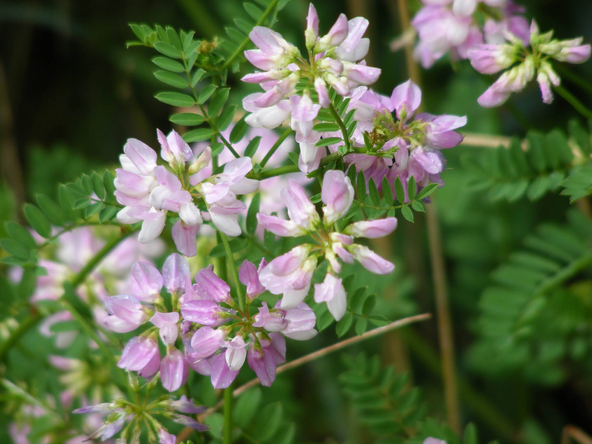 Days on the Claise: Arable Weeds Botany Outing at Seligny