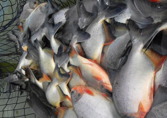 Pescaria de dicas: patinga