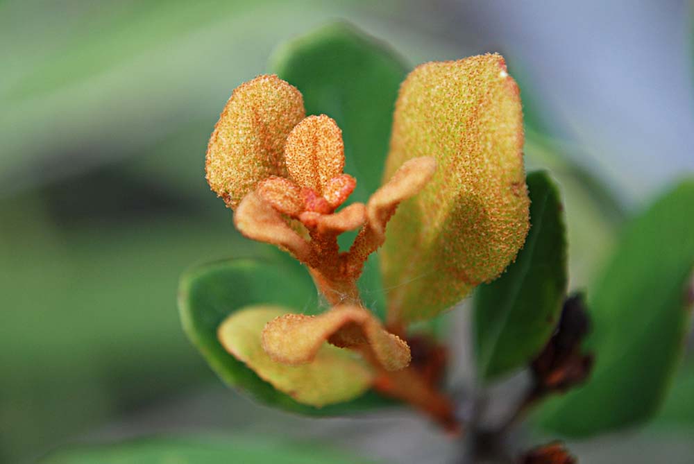 Space Coast Wildflowers: Mostly Galls, Turkey Creek Sanctuary ...