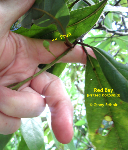 Green Gardening Matters: An update: red bay trees that died back from ...