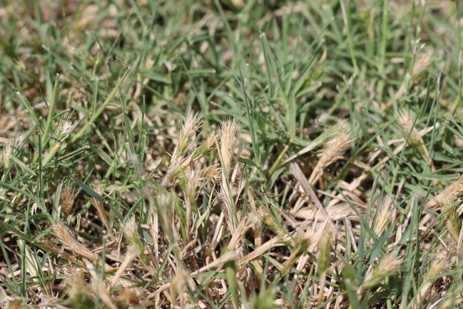 Is Little Barley taking over your lawn?