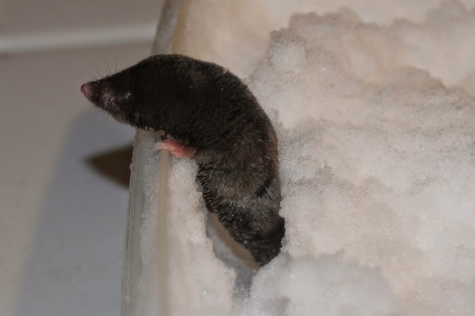 Backyard Beasts: Winter shrew