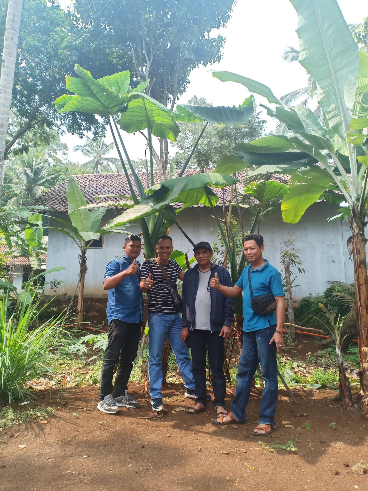 Bibit Tanaman Talas/Lompong Beneng