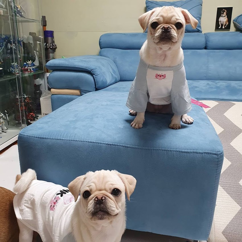 21 Funny Pug Photos That Made The Internet Go "Whoa" This Week