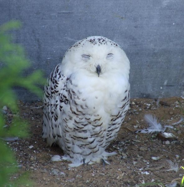 Islas del Mundo: Kolgúyev