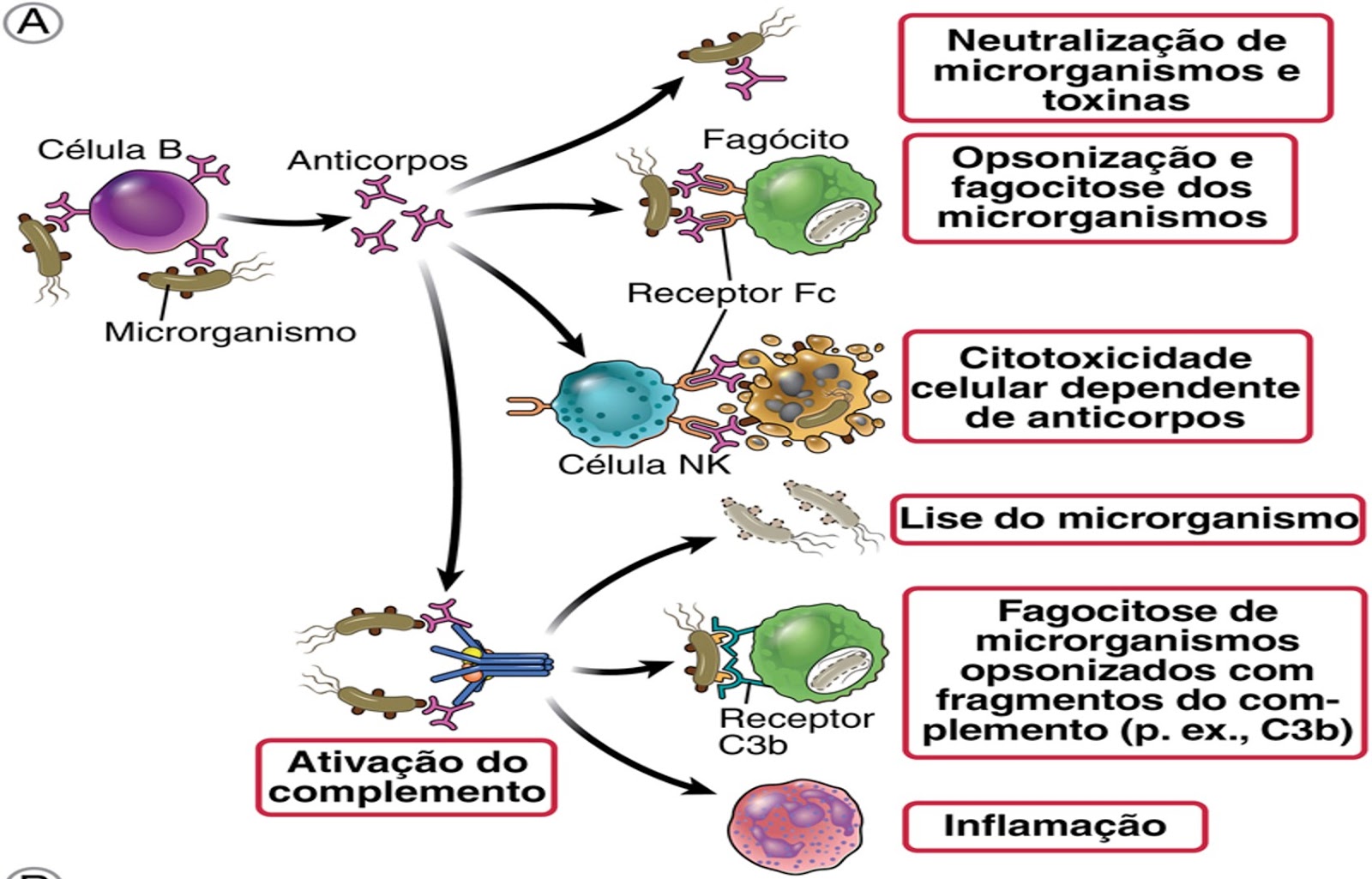 Plantando Ciência: Imunida Humoral