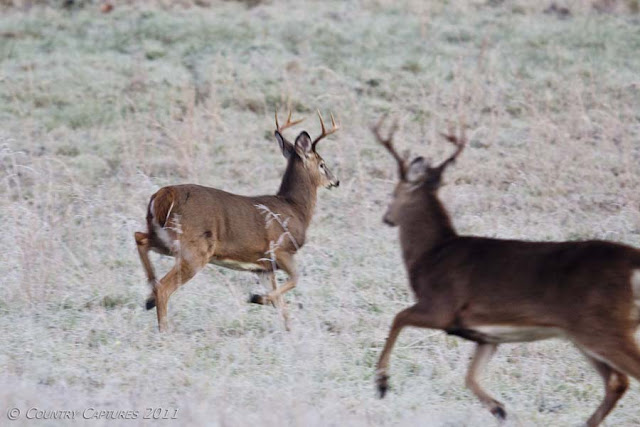 Country Captures: Scenes from the Rut