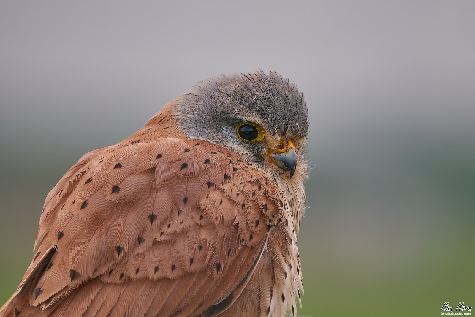 Male Common Kestrel Closeup