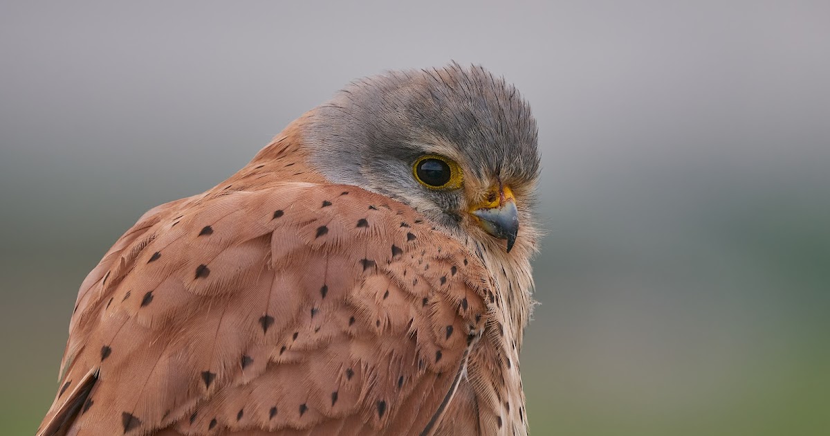 Male Common Kestrel Closeup