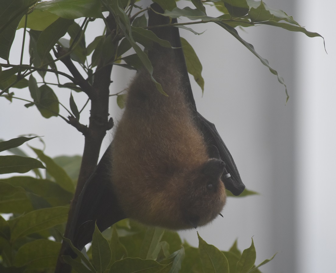 ZOOTOGRAFIANDO (6.100 ANIMALS): ZORRO VOLADOR DE LA ISLA RODRIGUES ...