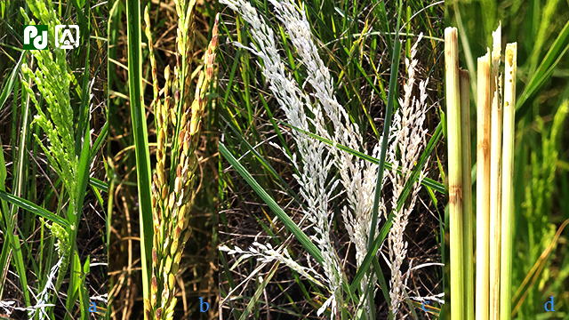 diseases of rice ~ Plant diseases identification