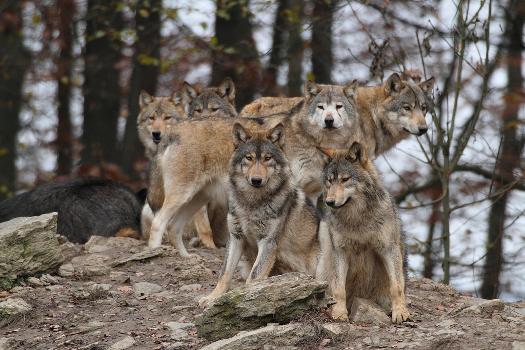 White Wolf : 6 Ways Wolves and Dogs Made Us Who We Are Today