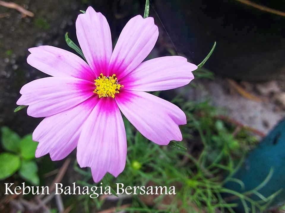 Kebun Bahagia Bersama: Cosmos Sowing Season