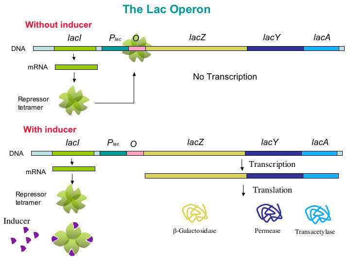 Lac Operon Model